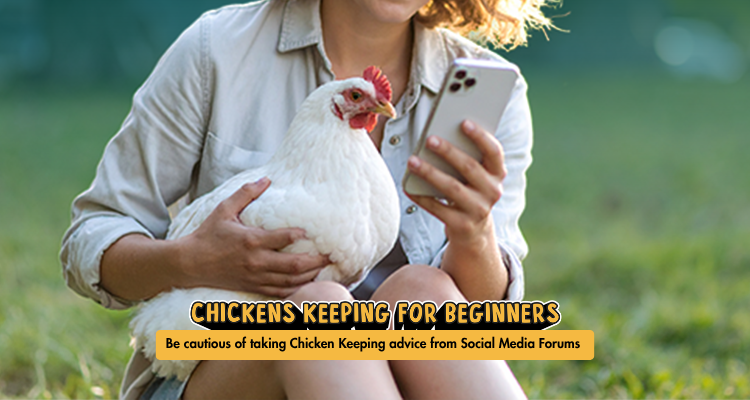 Chicken-Keeping Advice on Social Media: What to Trust and What to Avoi